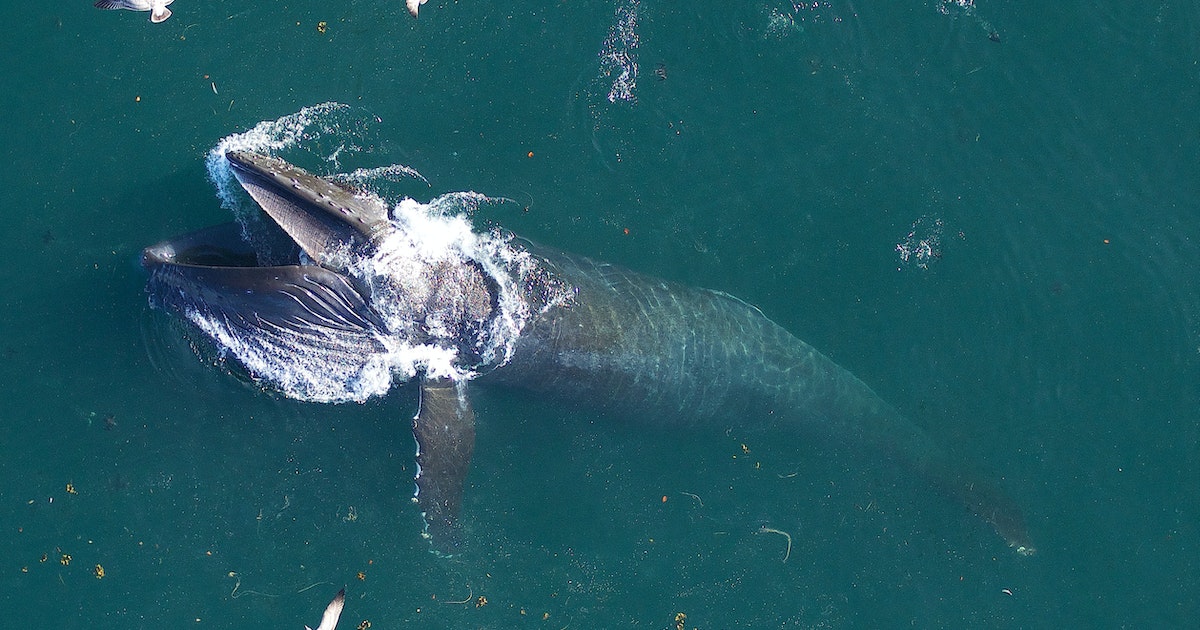 تعرف إلى الدور البيئي لشهية الحيتان الكبيرة | الشرق للأخبار