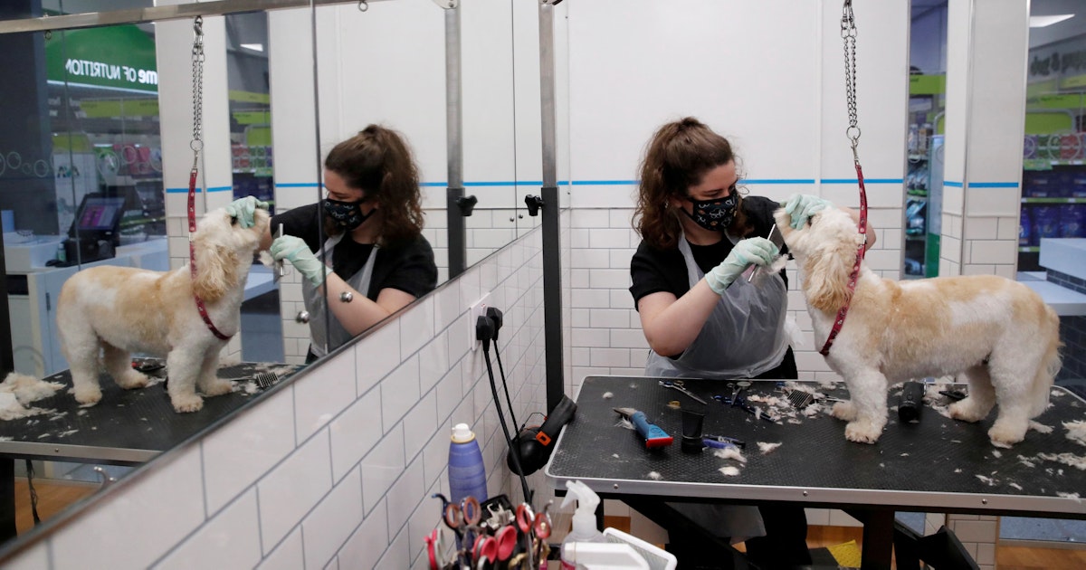 حساسية الحيوانات الأليفة.. الدليل الكامل للتشخيص والعلاج | الشرق للأخبار